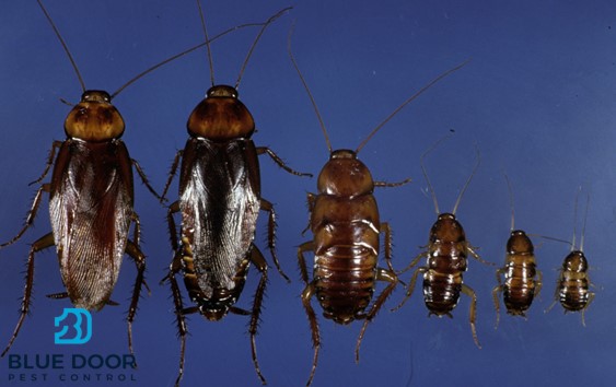 Understanding American Cockroaches | Prevention & Control in Port St ...