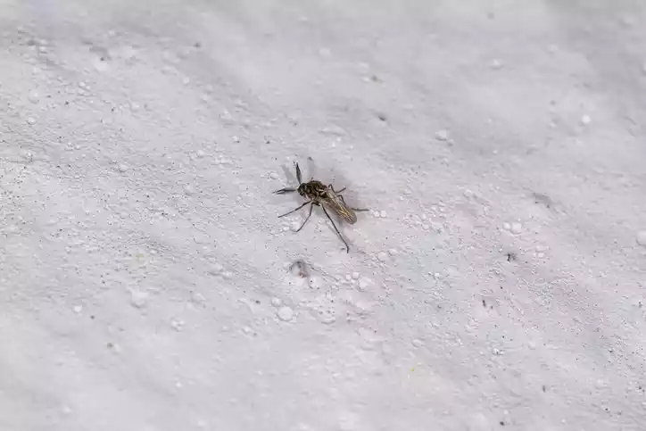 How to Get Rid of No-See-Ums in Florida | Florida's Most Annoying Pests