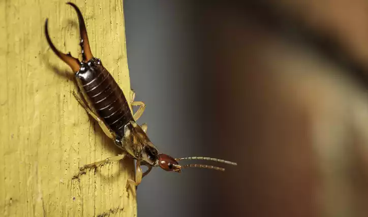 Earwigs in Florida - Are they Dangerous or Just Annoying? | Florida's ...