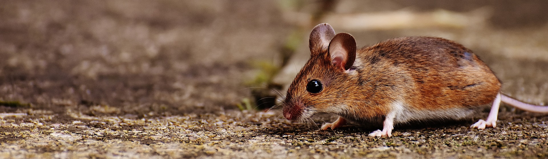 Rodent Control in Jupiter, FL | Prevent & Manage Infestations